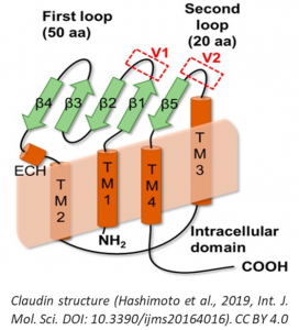 Claudin 家族的结构和功能 - 每日生物评论