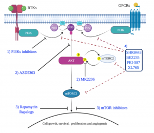 PI3K抑制剂如何选择：实验需求、肿瘤类型和突变亚型 - 每日生物评论