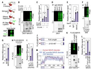 《科学》抗病毒新机制：细胞RNA与MAVS相互作用促进抗病毒信号传导 - 每日生物评论
