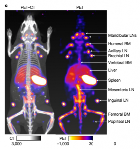 Nature：CD45-PET一种稳定的无创炎症成像工具 - 每日生物评论