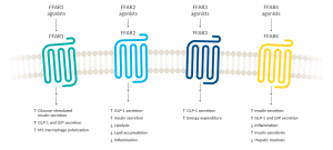 推进MASLD和MASH研究：PPAR和FFAR脂肪酸信号通路 - 每日生物评论